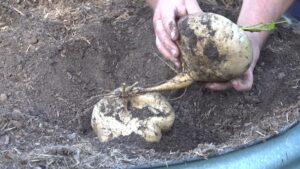 How To Store Jicama - Tips for Maximum Freshness
